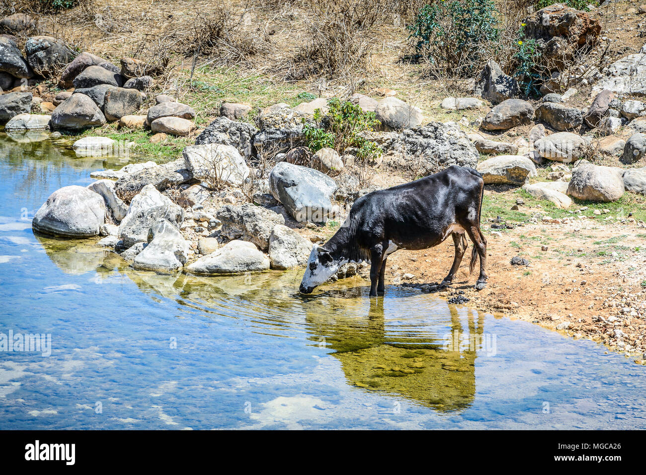 Cow drinks water. Socotra Island, Yemen. UNESCO World Heritage Stock ...