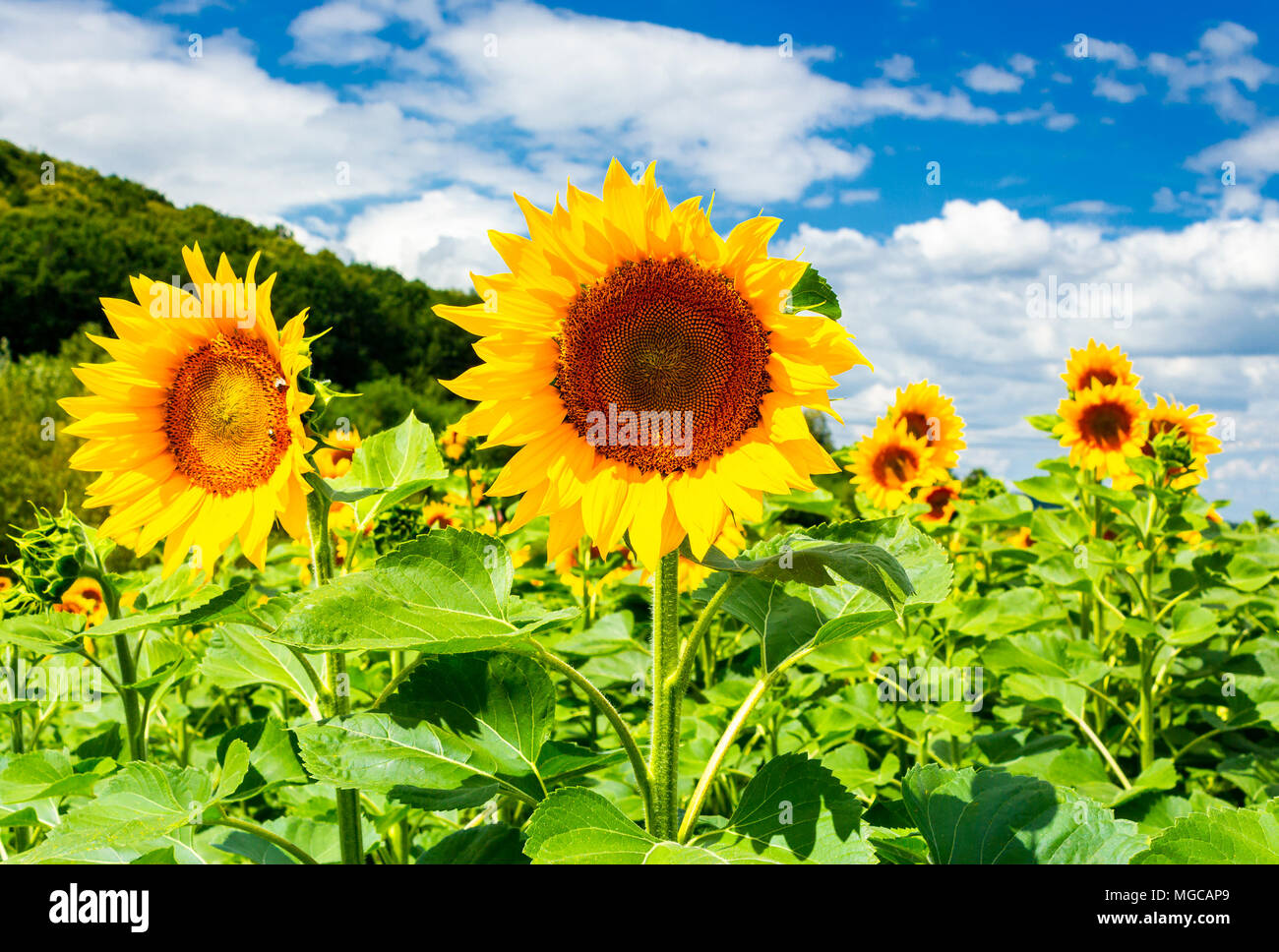 sunflower field in the mountains. lovely agricultural background. fine ...