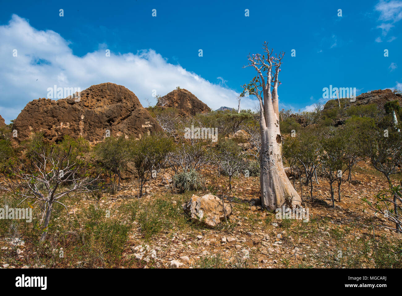 Dragon tree and nature of Socotra Island Stock Photo - Alamy
