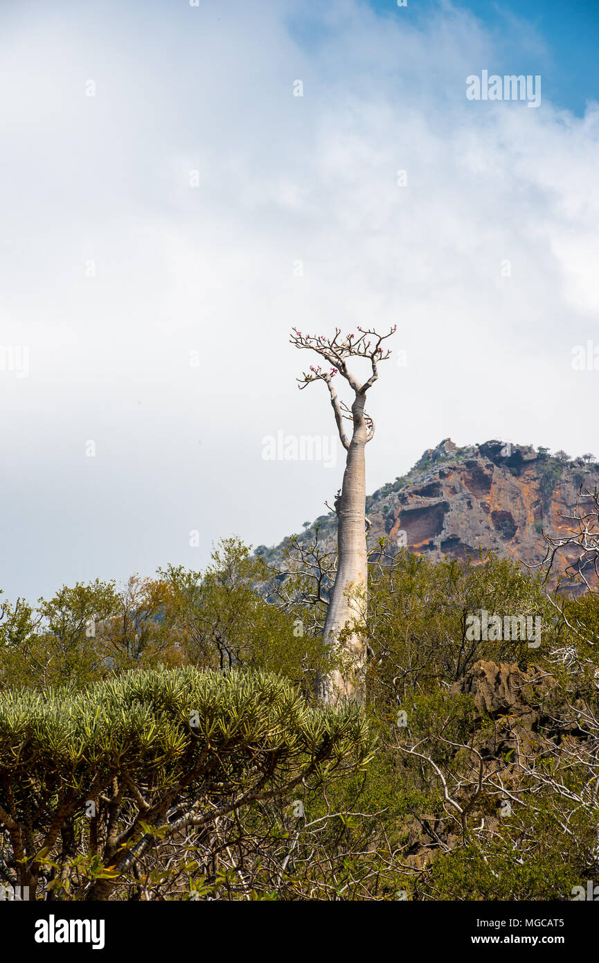 Dragon tree and nature of Socotra Island Stock Photo - Alamy