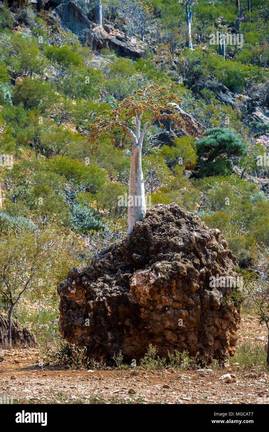 Dragon tree and nature of Socotra Island Stock Photo - Alamy