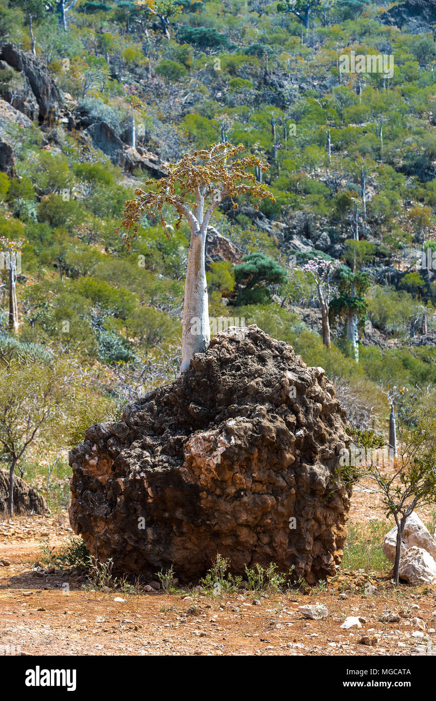 Dragon tree and nature of Socotra Island Stock Photo - Alamy