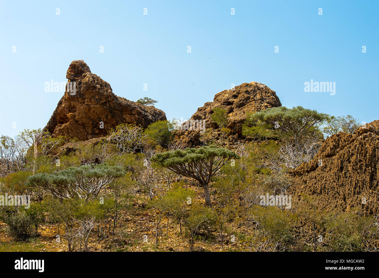 Nature landscape of Socotra Island Stock Photo - Alamy