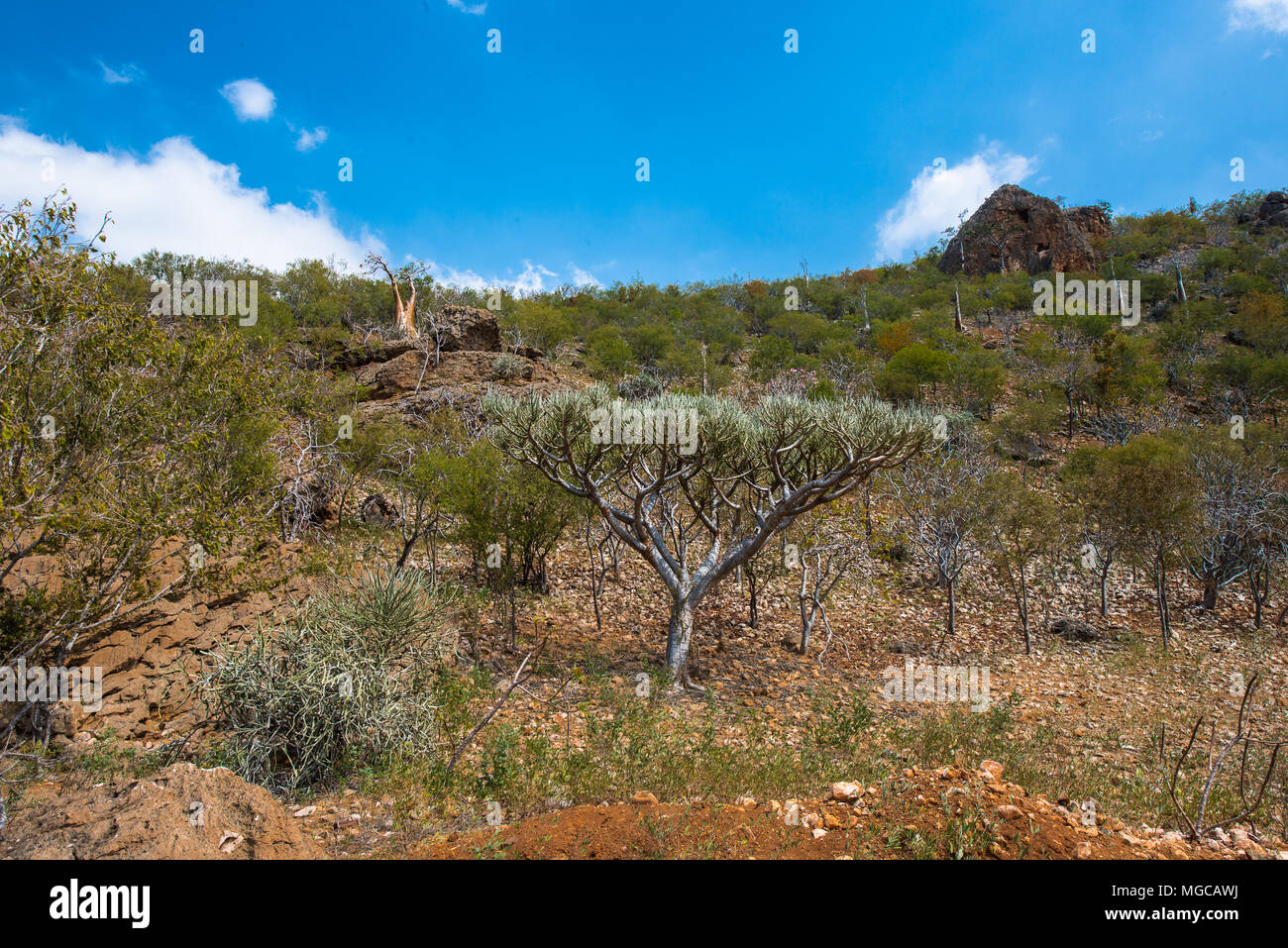 Nature landscape of Socotra Island Stock Photo - Alamy