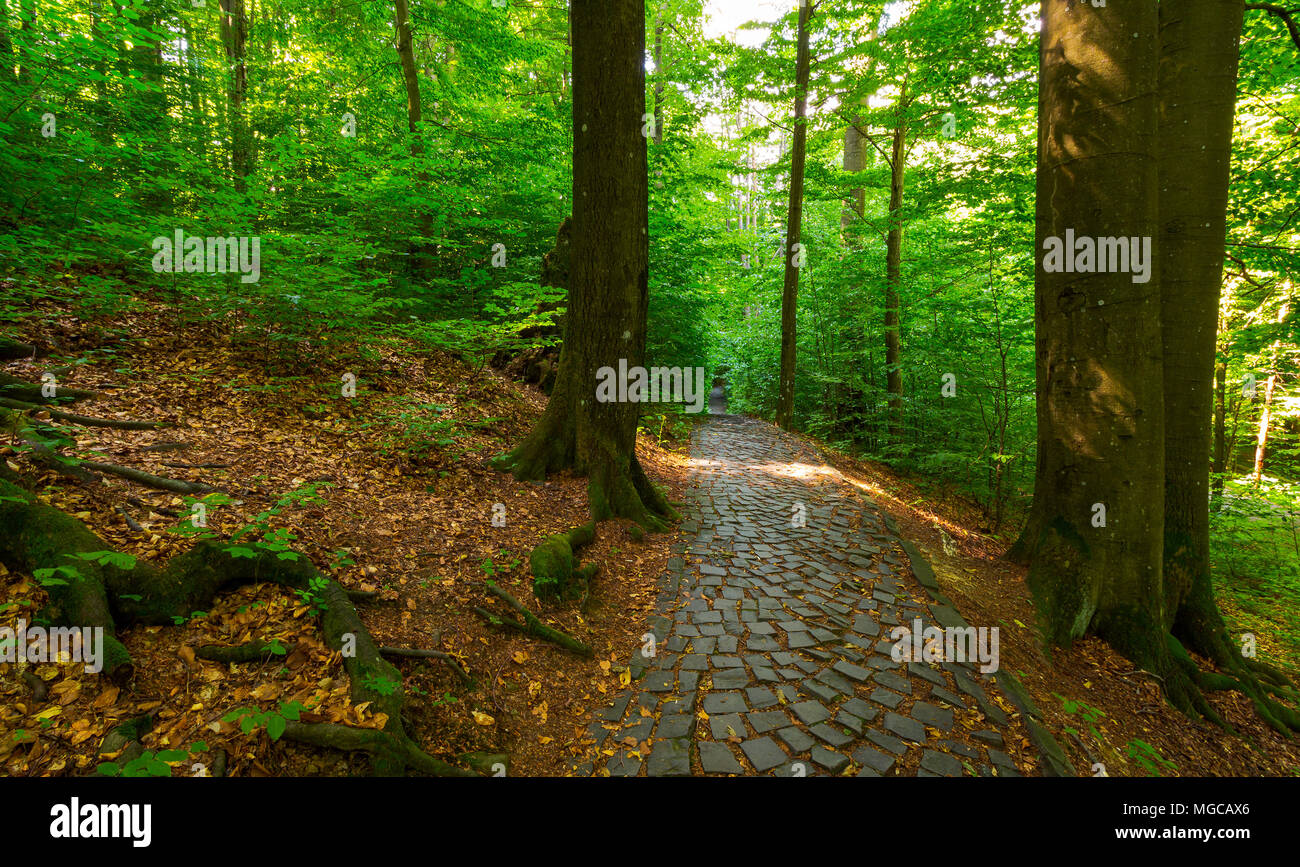 cobble stone path through forest. lovely nature scenery with tall trees ...