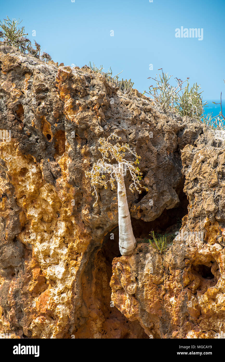 Nature landscape of Socotra Island Stock Photo - Alamy