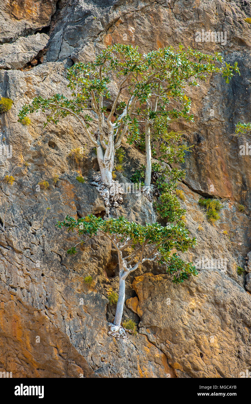 Nature landscape of Socotra Island Stock Photo - Alamy