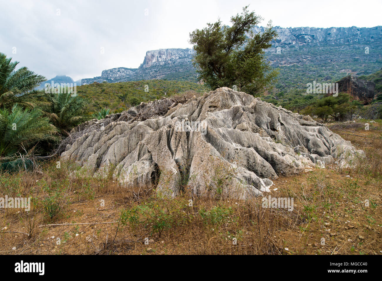 Nature of Socotra Island, Yemen. UNESCO World Natural Heritage. Small ...