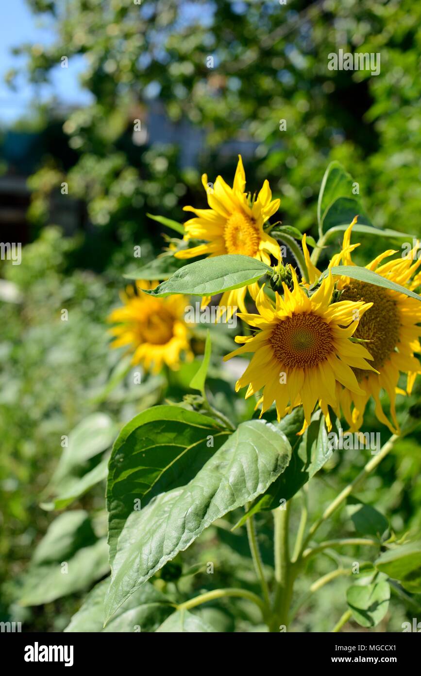 Bush Sunflower Texas