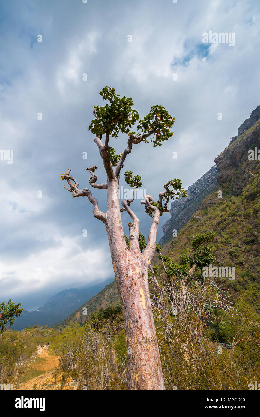 Dragon tree in Yemen Stock Photo - Alamy