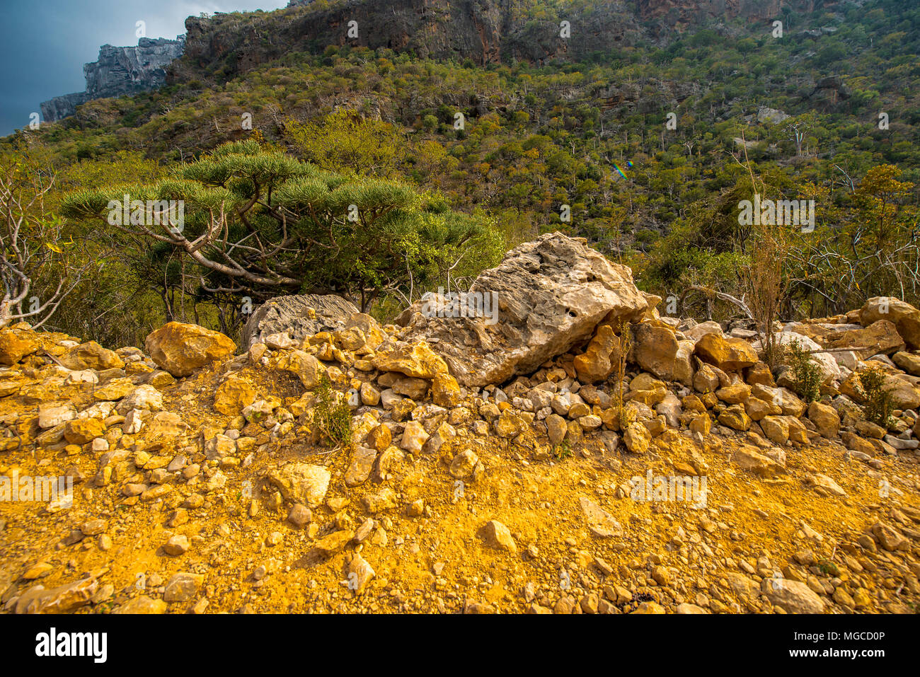 Rock formations and dry trees Stock Photo - Alamy