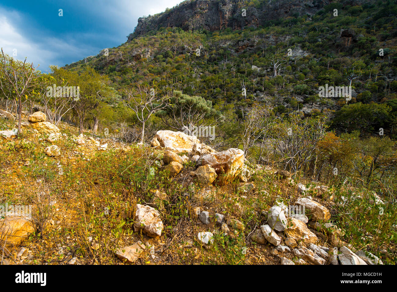 Rock formations and dry trees Stock Photo - Alamy