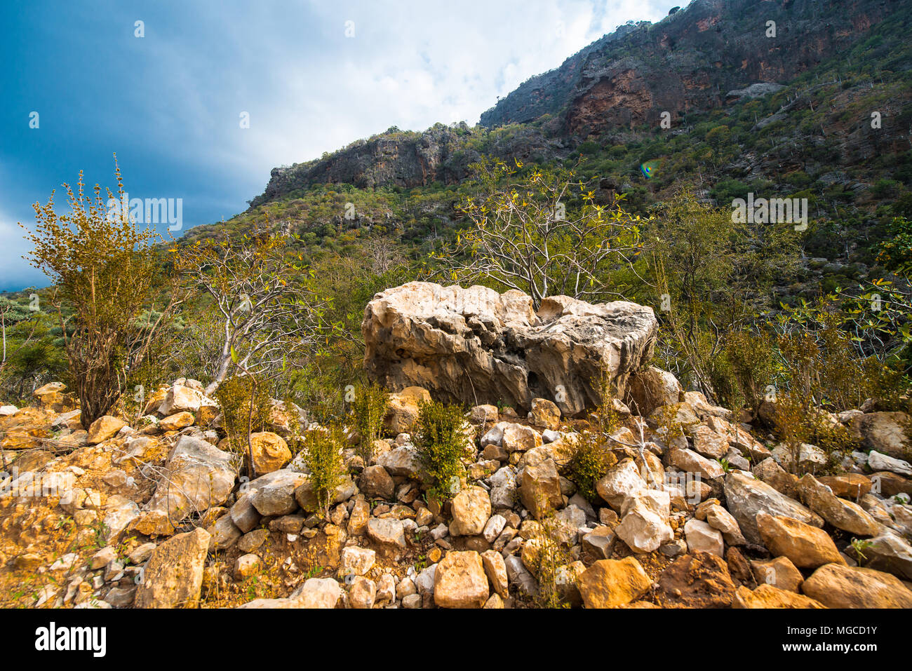 Rock formations and dry trees Stock Photo - Alamy