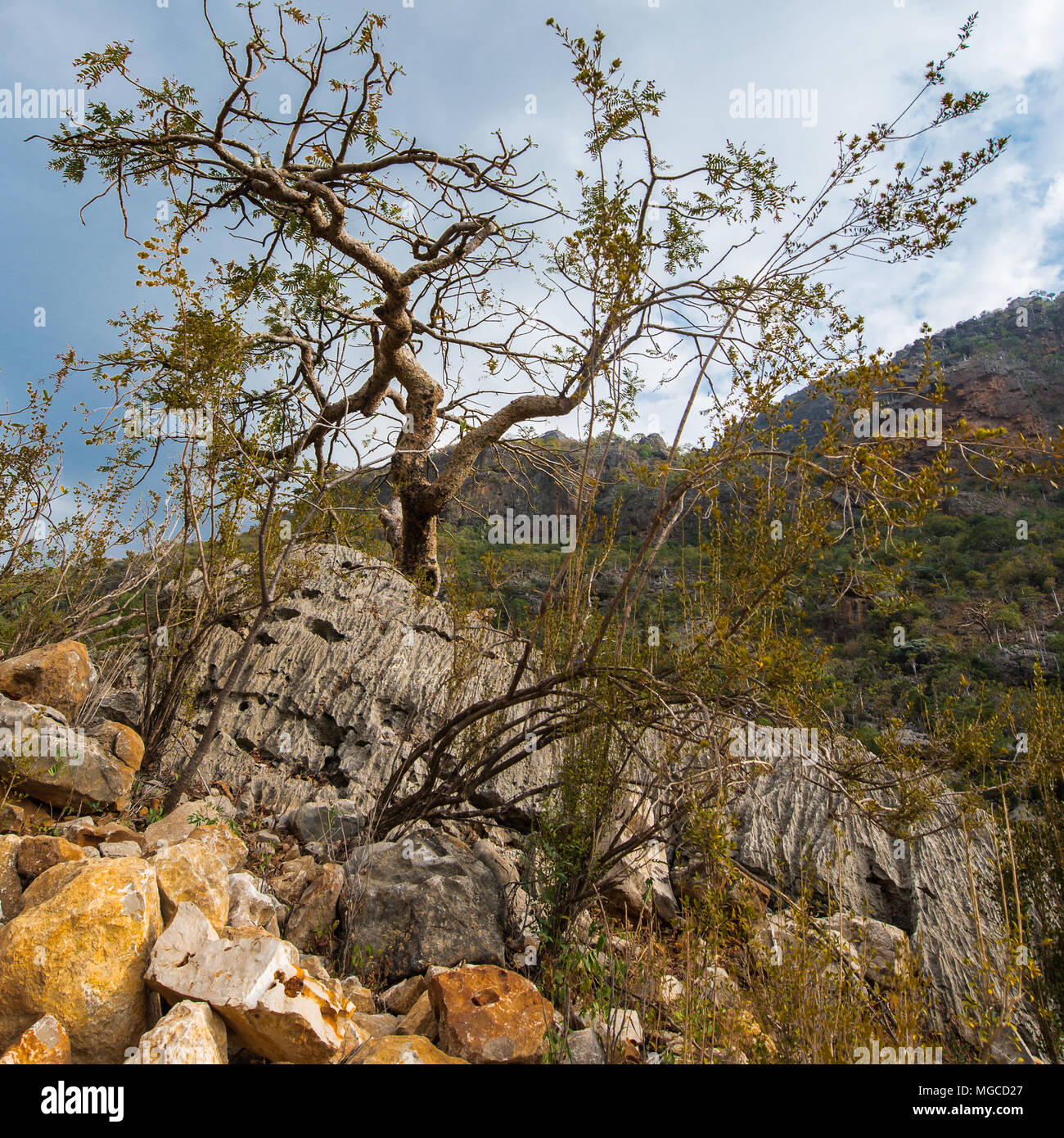 Rock formations and dry trees Stock Photo - Alamy