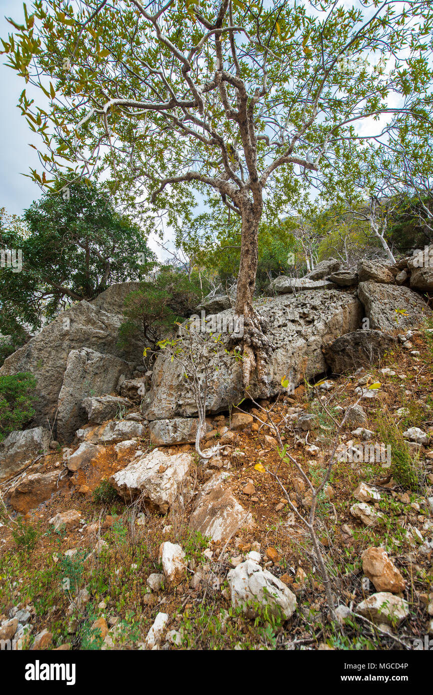 Rock formations and dry trees Stock Photo - Alamy