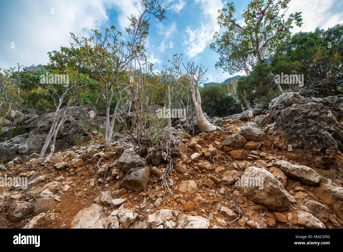 Rock formations and dry trees Stock Photo - Alamy