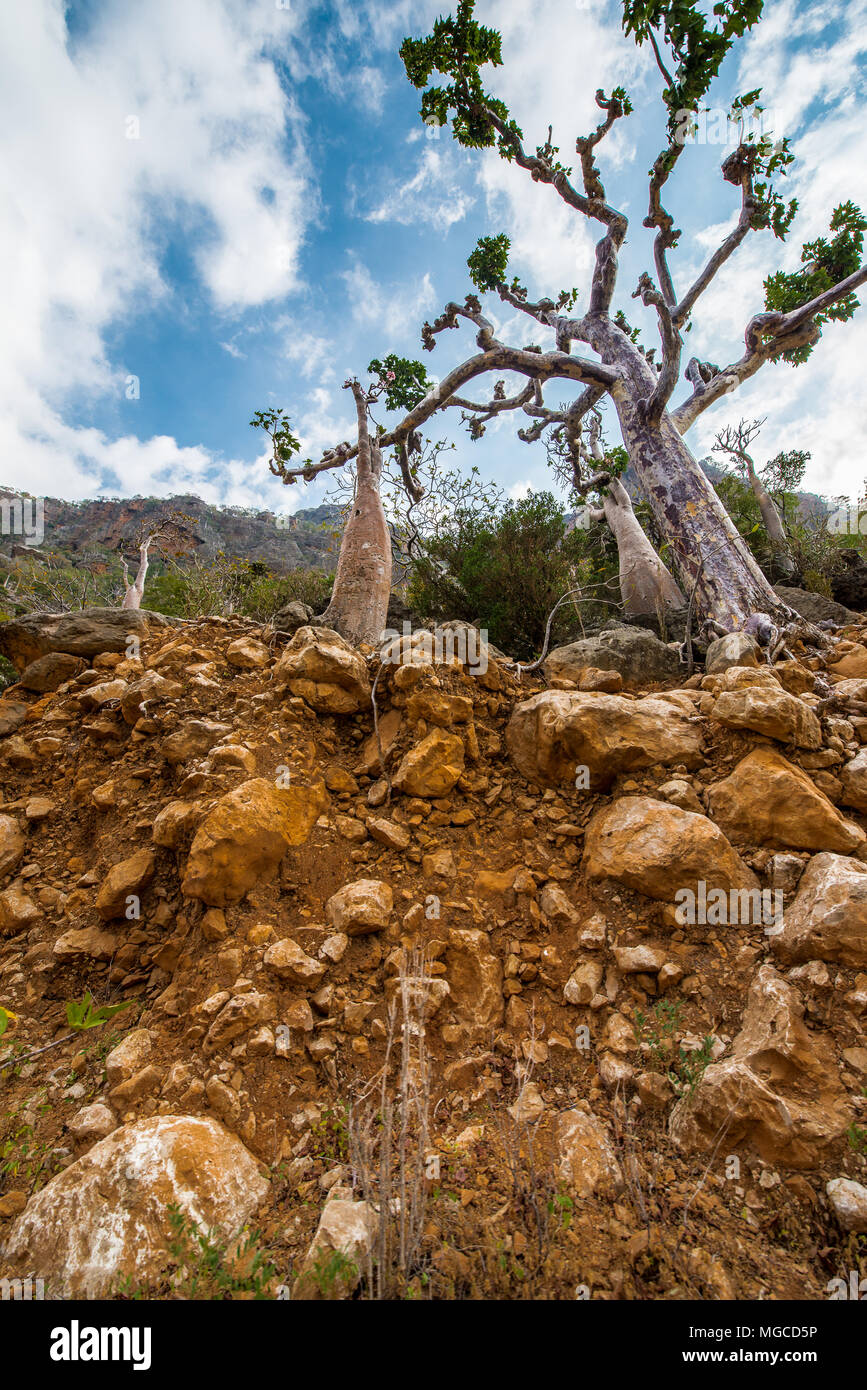 Rock formations and dry trees Stock Photo - Alamy