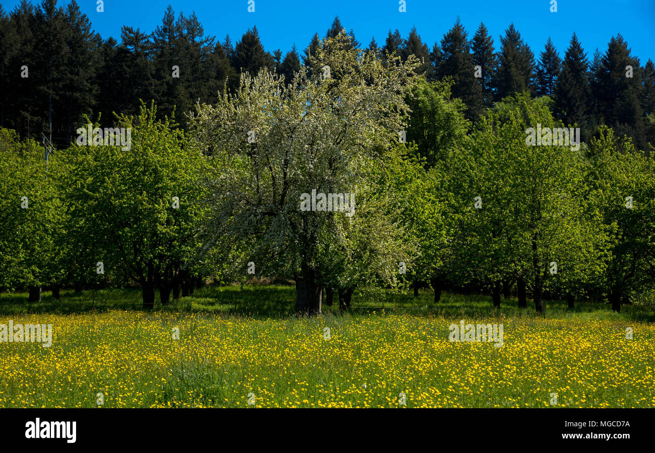 Spring meadow flowers forest germany hi-res stock photography and ...
