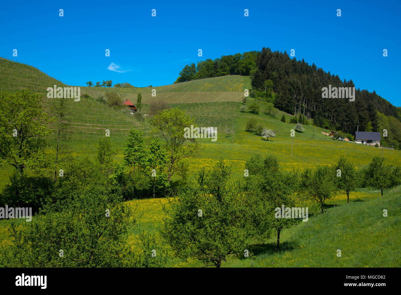 Spring meadow flowers forest germany hi-res stock photography and ...