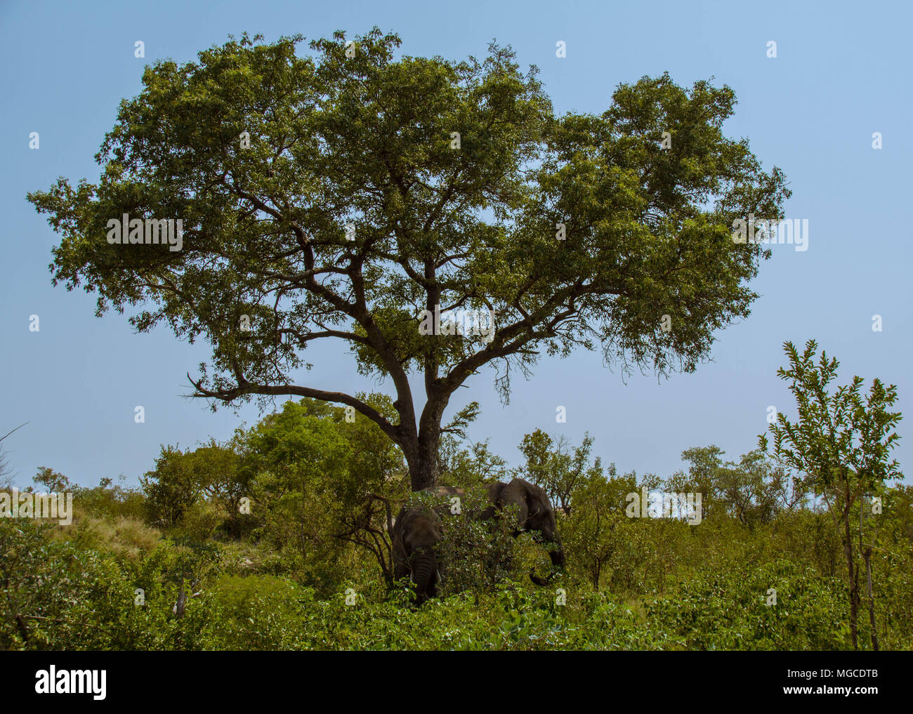 African landscape with two large elephants well hidden under a tree in ...