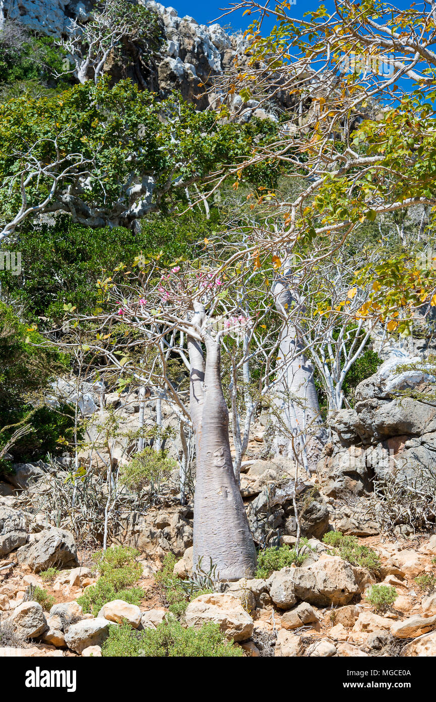 Nature of the Socotra Archipelago, Yemen Stock Photo - Alamy