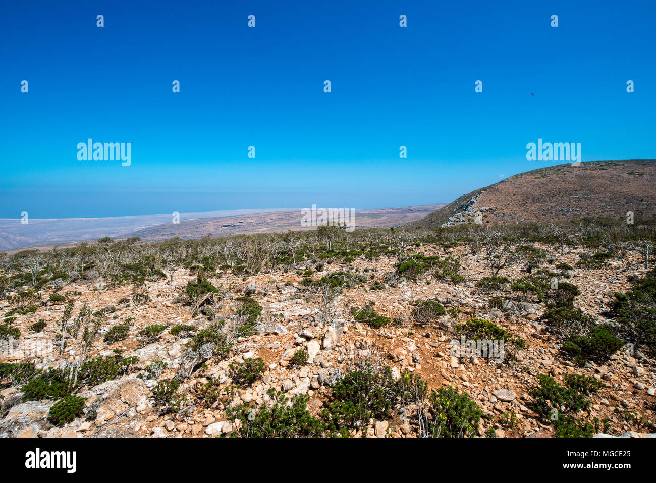 Nature of the Socotra Archipelago, Yemen Stock Photo - Alamy