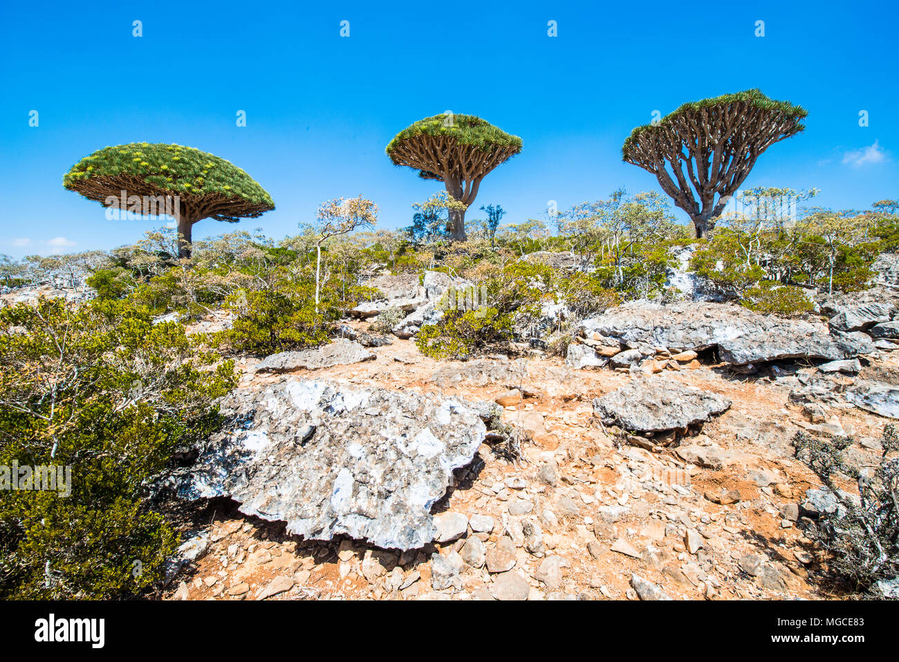 Dragon tree on the Socotra Island, Yemen Stock Photo - Alamy