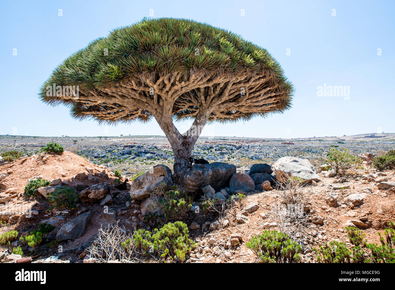 Beautiful nature of the Socotra Island, Yemen Stock Photo - Alamy