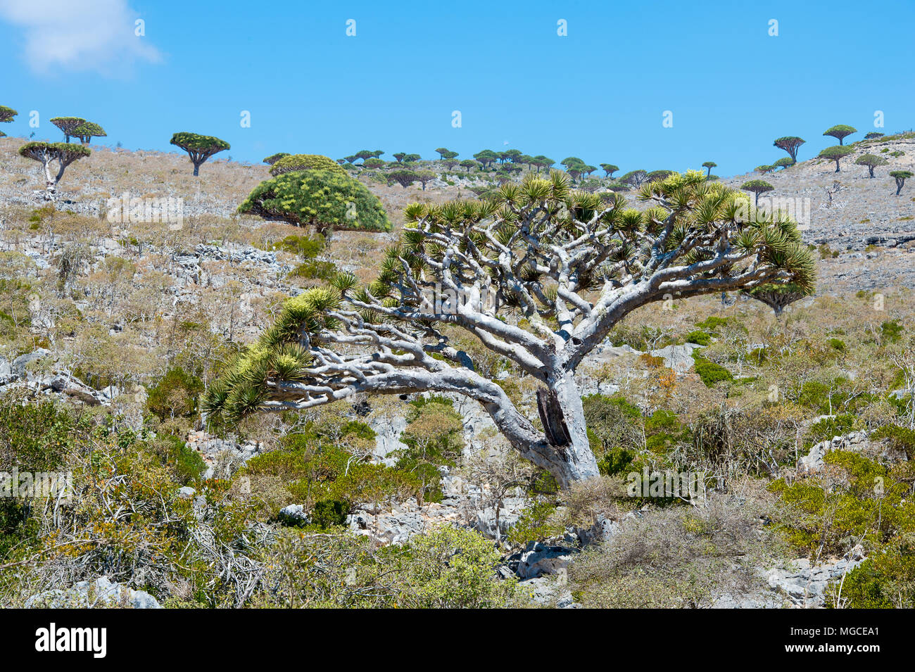 Beautiful nature of the Socotra Island, Yemen Stock Photo - Alamy