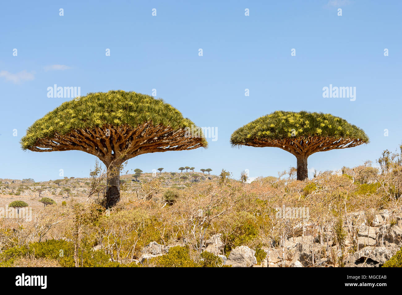 Beautiful nature of the Socotra Island, Yemen Stock Photo - Alamy