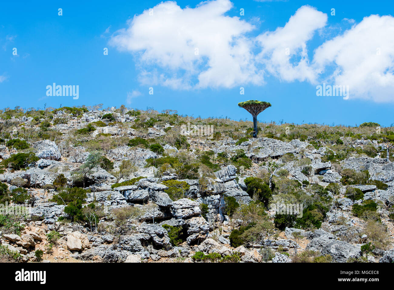 Beautiful nature of the Socotra Island, Yemen Stock Photo - Alamy