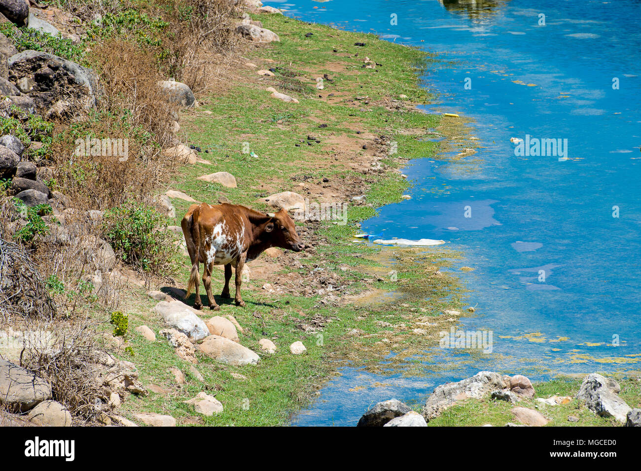 Cow on the Socotra Island, Yemen Stock Photo - Alamy