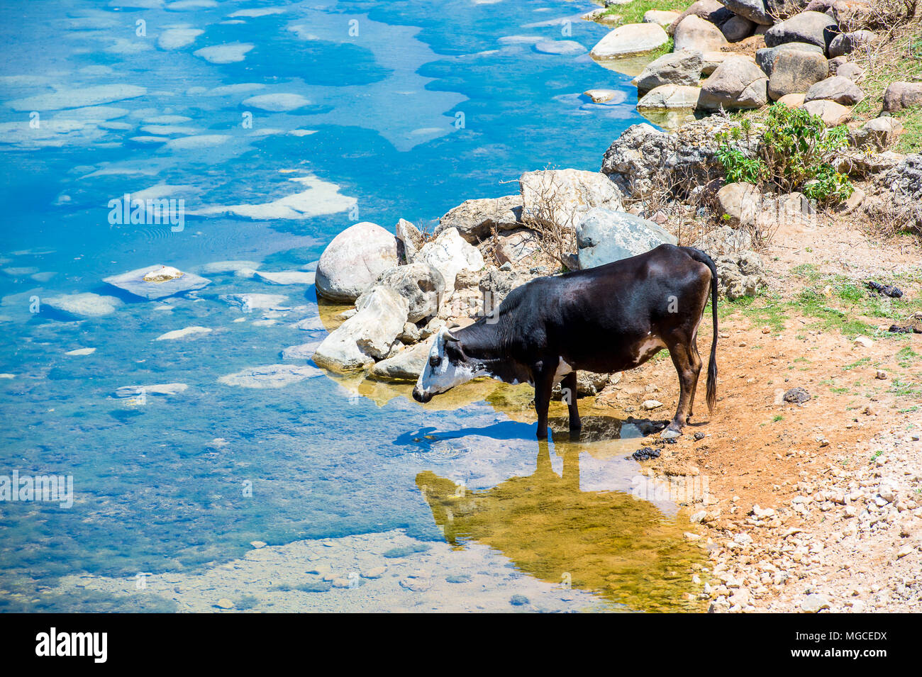 Cow on the Socotra Island, Yemen Stock Photo - Alamy