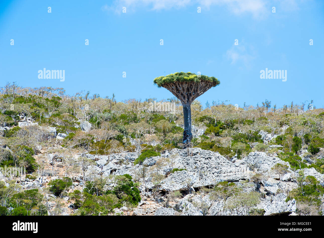 Beautiful nature of the Socotra Island, Yemen Stock Photo - Alamy