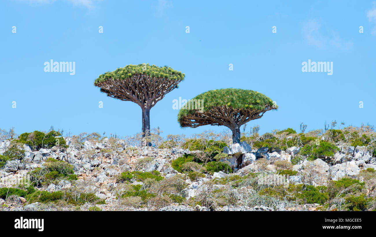 Beautiful nature of the Socotra Island, Yemen Stock Photo - Alamy