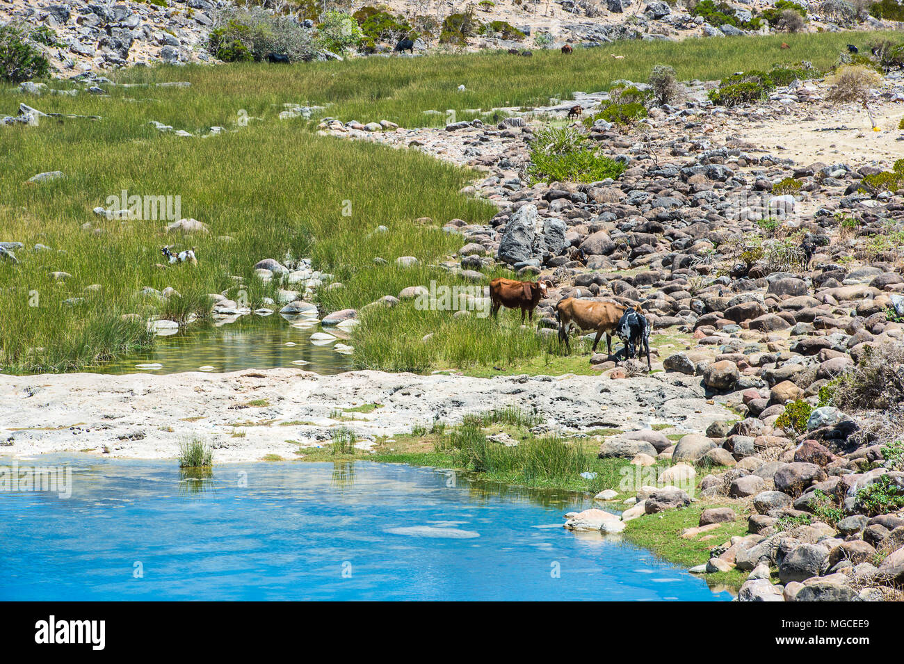 Cow on the Socotra Island, Yemen Stock Photo - Alamy