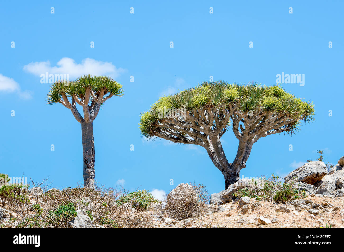 Beautiful nature of the Socotra Island, Yemen Stock Photo - Alamy