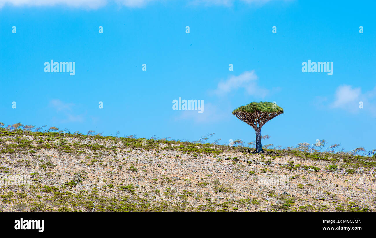 Rocks of the Socotra Island in Yemen. Socotra Archipelago is a UNESCO ...