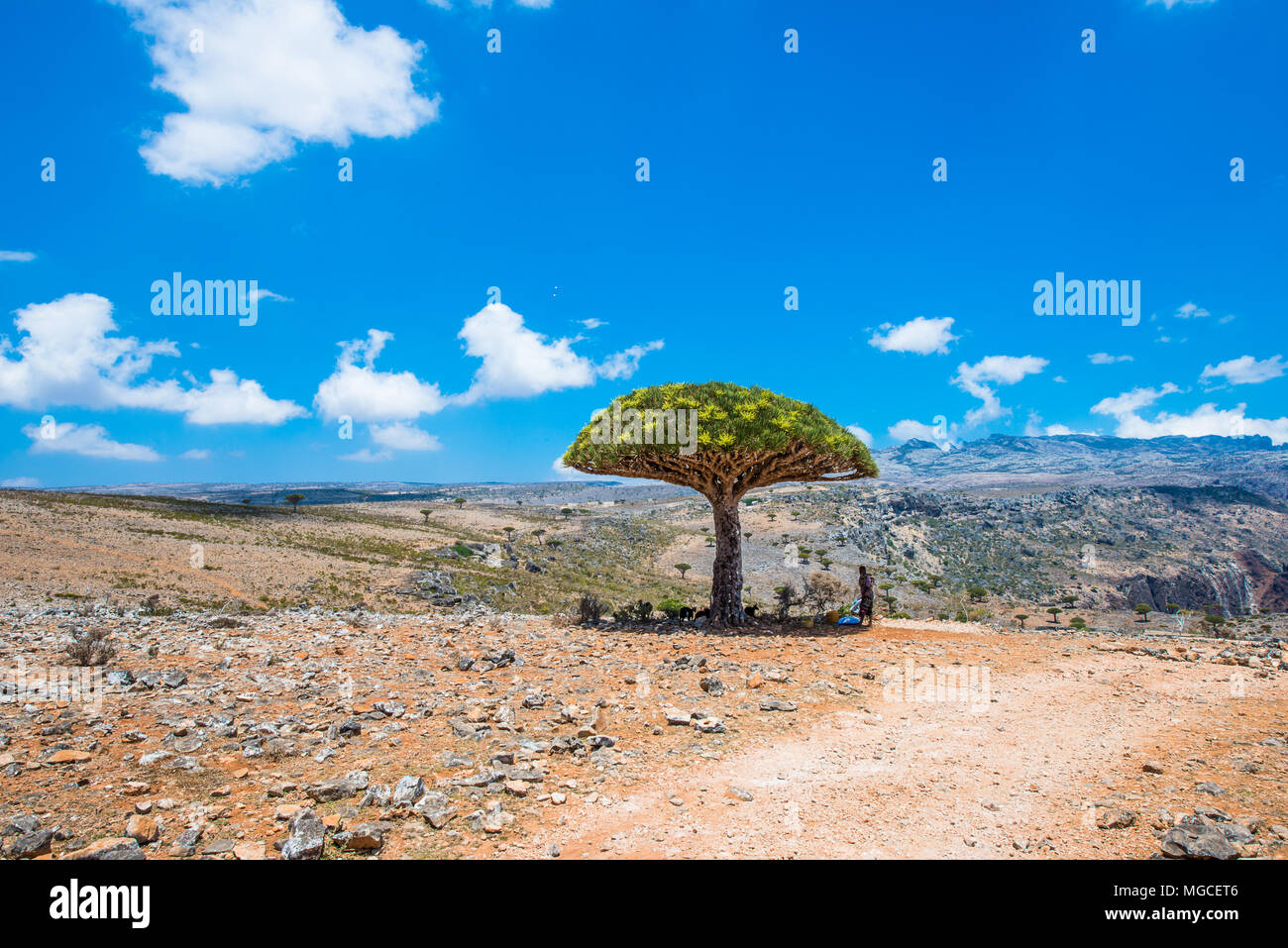 Socotra island hi-res stock photography and images - Alamy