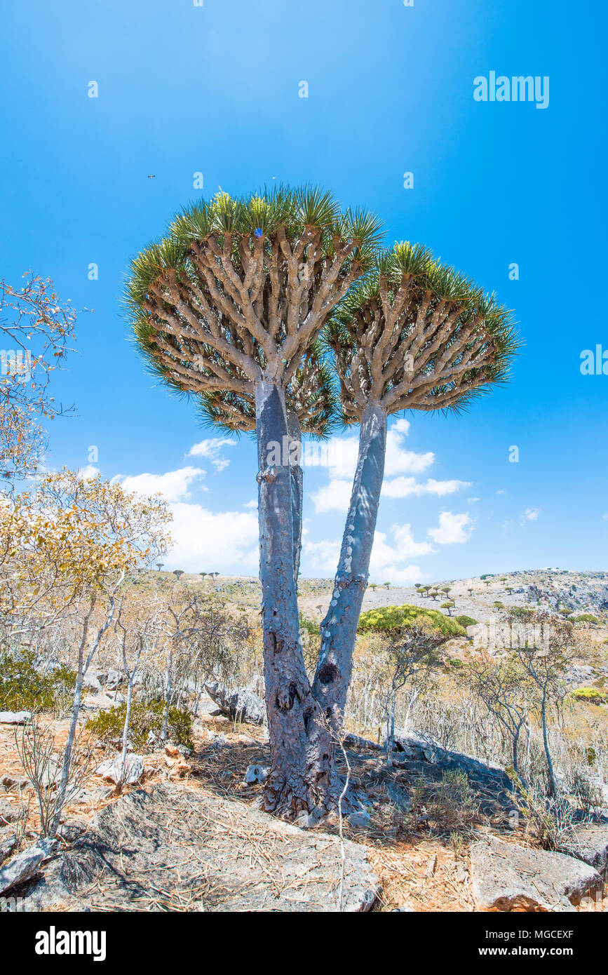 Dragon tree on the Socotra Island, Yemen Stock Photo - Alamy