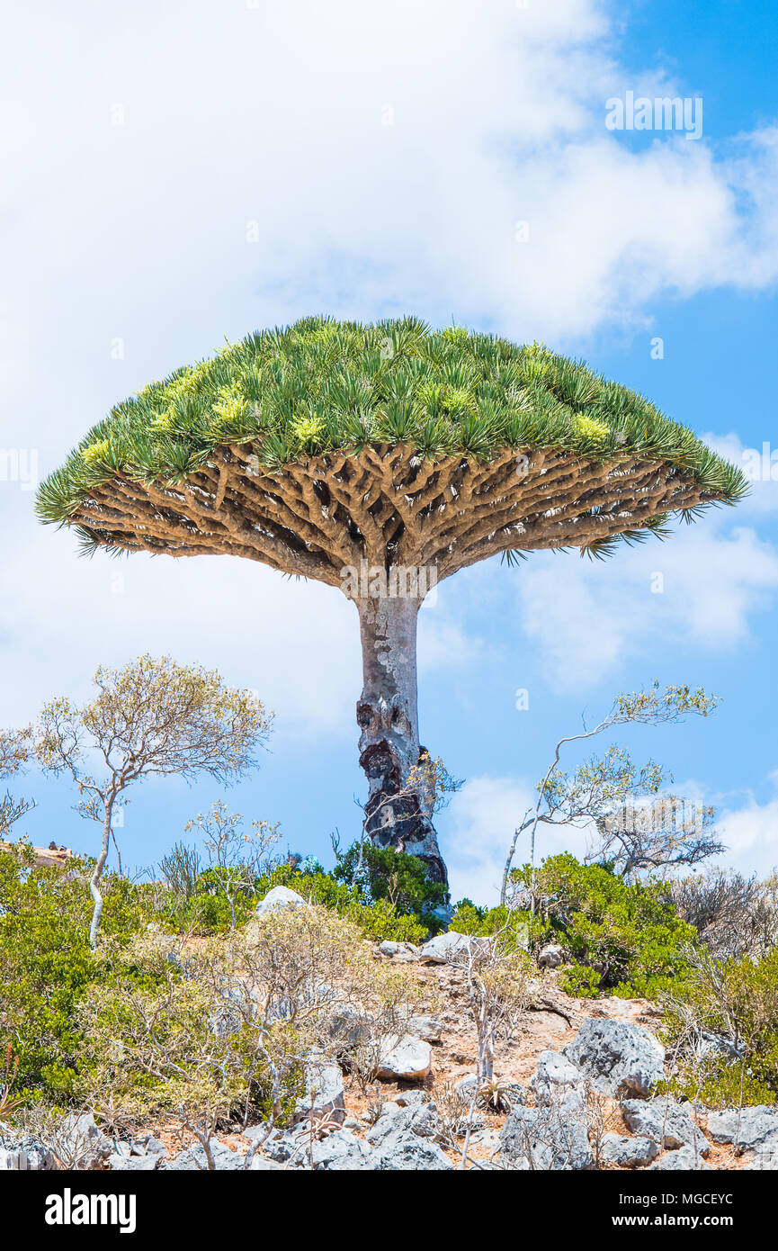 Dragon tree on the Socotra Island, Yemen Stock Photo - Alamy