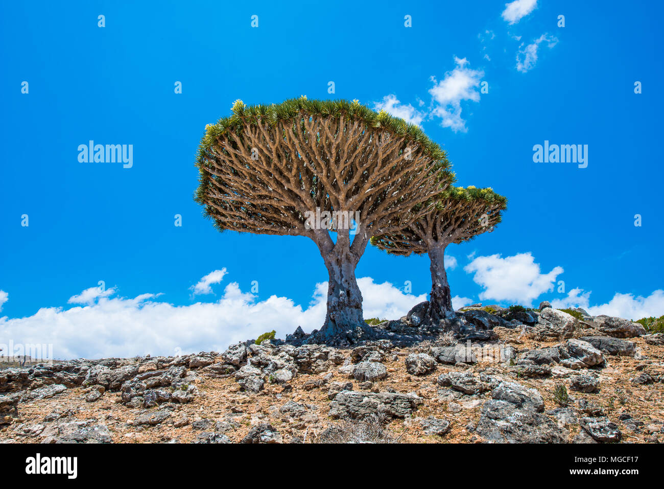 Dragon tree on the Socotra Island, Yemen Stock Photo - Alamy