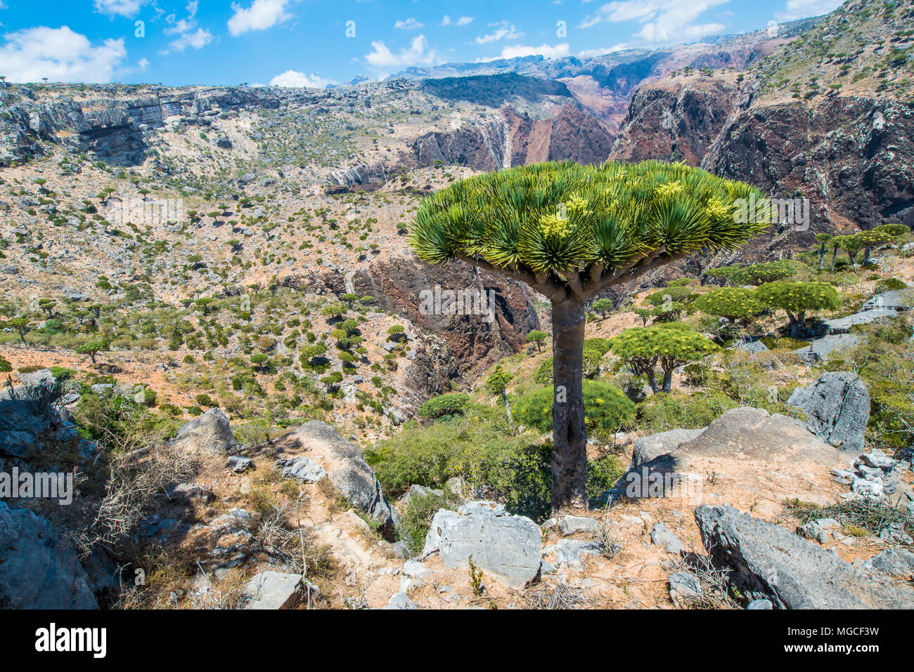 Socotra Archipelago, UNESCO World Heritage Stock Photo - Alamy