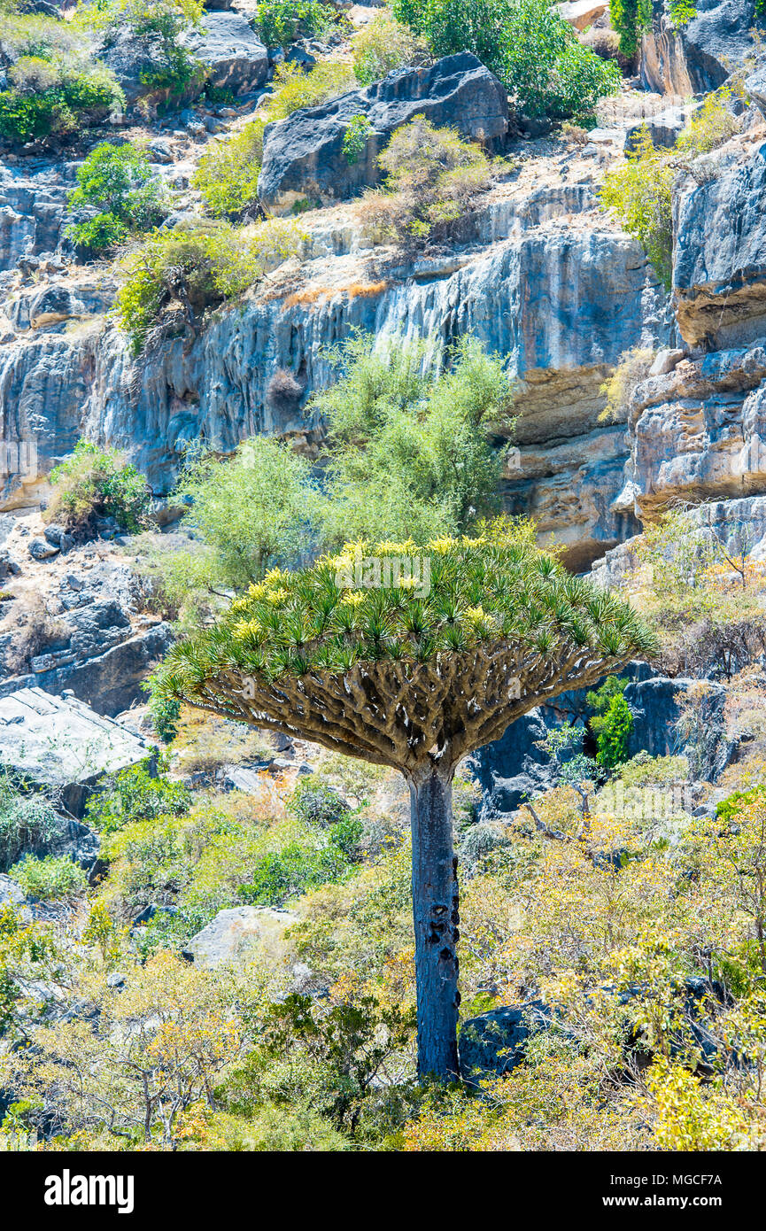 Rocks and nature of the Socotra Archipelago, UNESCO World Heritage ...