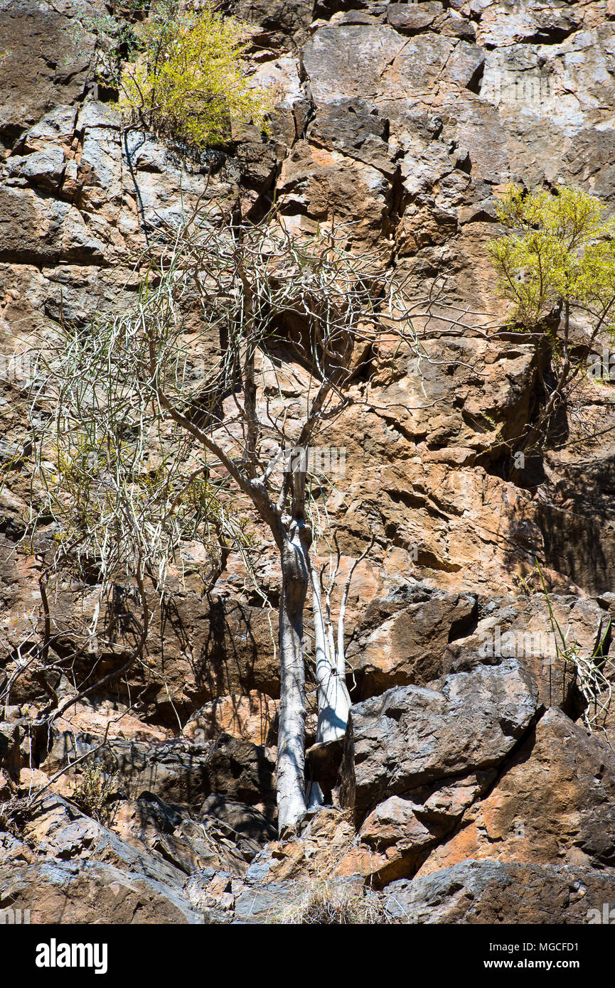 Rocks and nature of the Socotra Archipelago, UNESCO World Heritage ...
