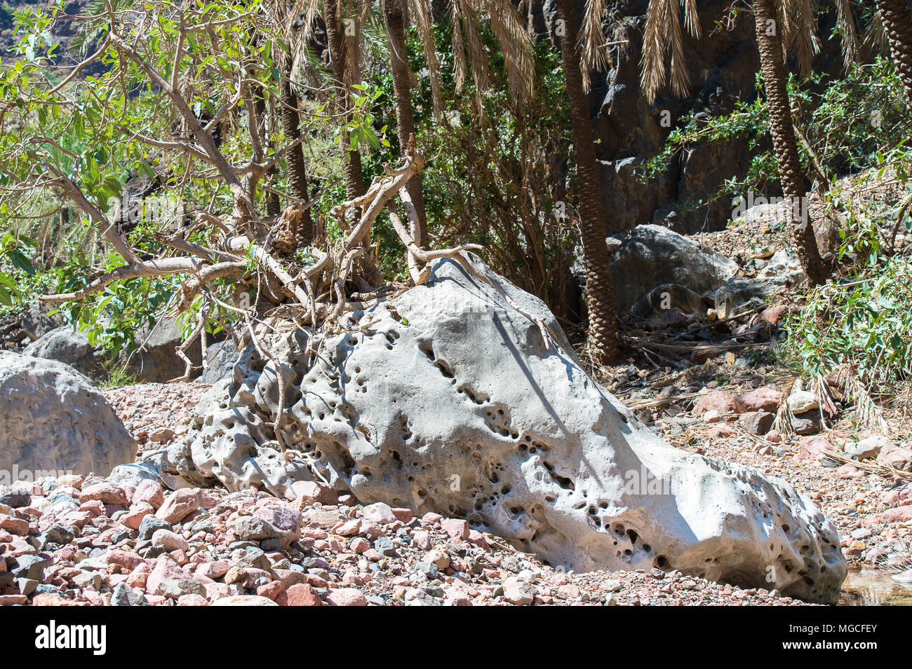 Rocks and nature of the Socotra Archipelago, UNESCO World Heritage ...