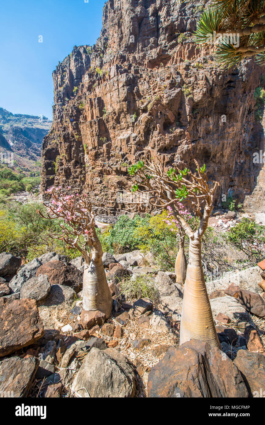 Beautiful nature of the Socotra Island, Yemen Stock Photo - Alamy