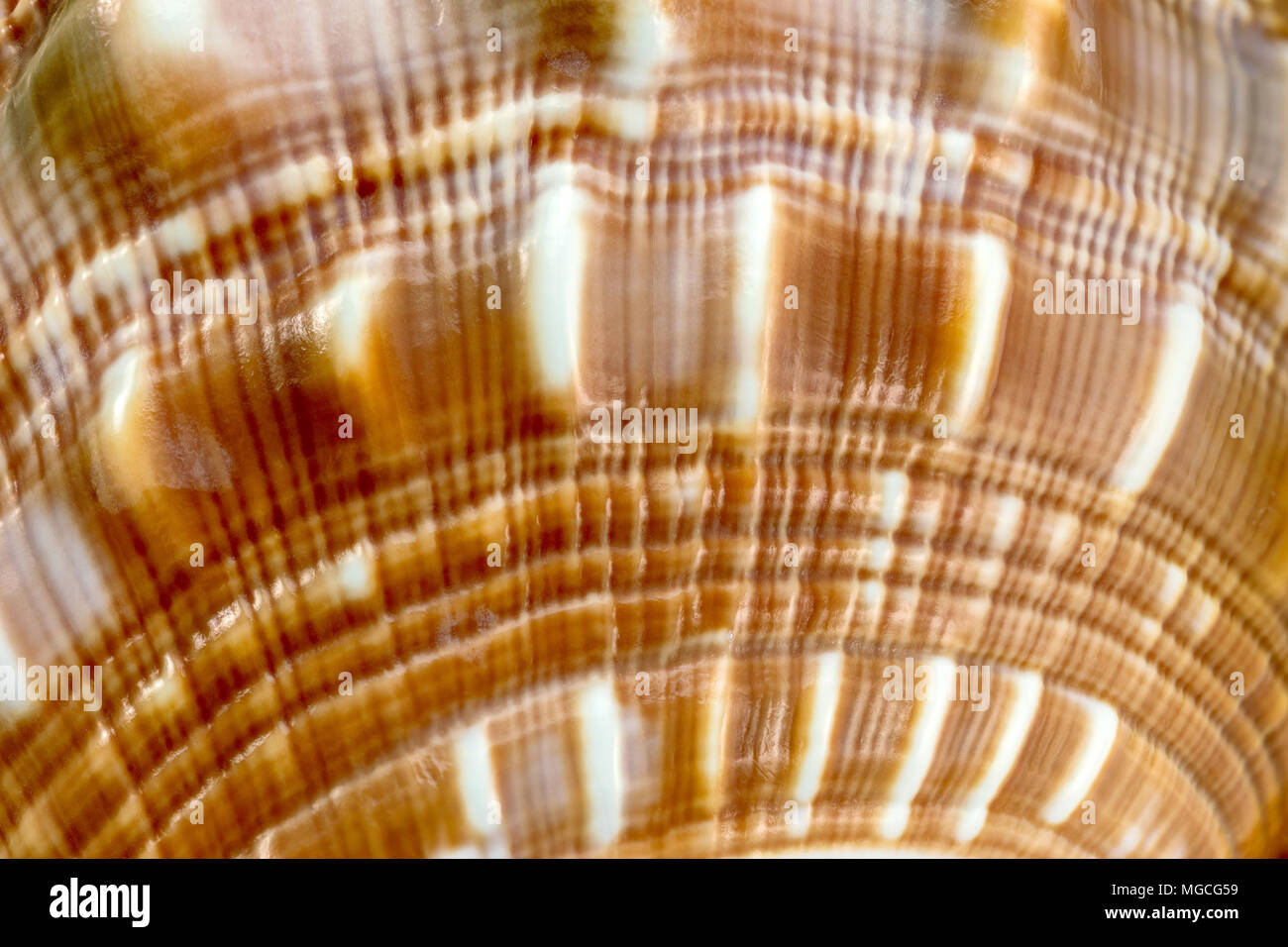 high-detailed cockleshell background. focus stacking technique. macro ...