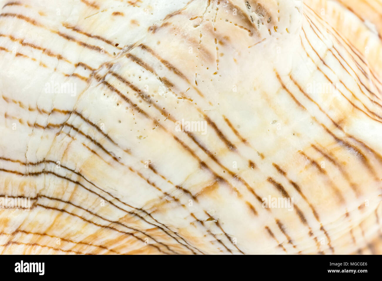 cockleshell surface. high-detailed sea shell background Stock Photo - Alamy