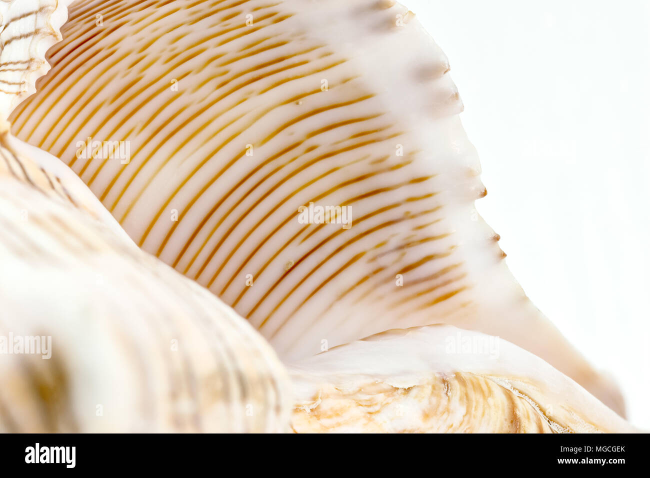 extreme closeup of seashell. snail background. macro photography Stock ...